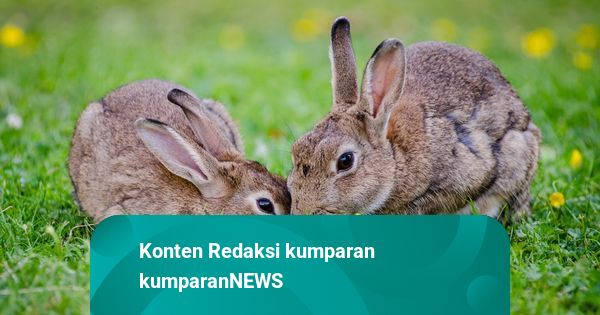 Hindari Banjir, 3 Kelinci Tunggangi Domba | kumparan.com Hindari Banjir, 3 Kelinci Tunggangi Domba | kumparan.com